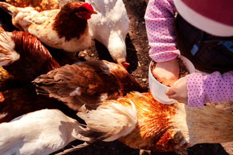 Teach Your Kids Confidence with Chickens - Backyard Poultry